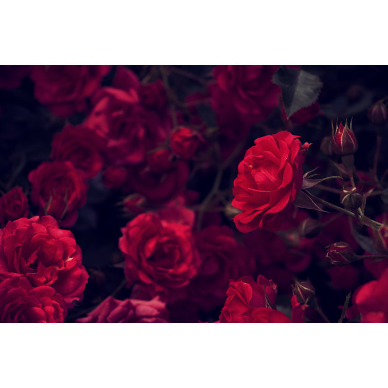 Mercer41 Rose On A Background Of Roses, Texture, Author Processing. Selective On Canvas Print ...